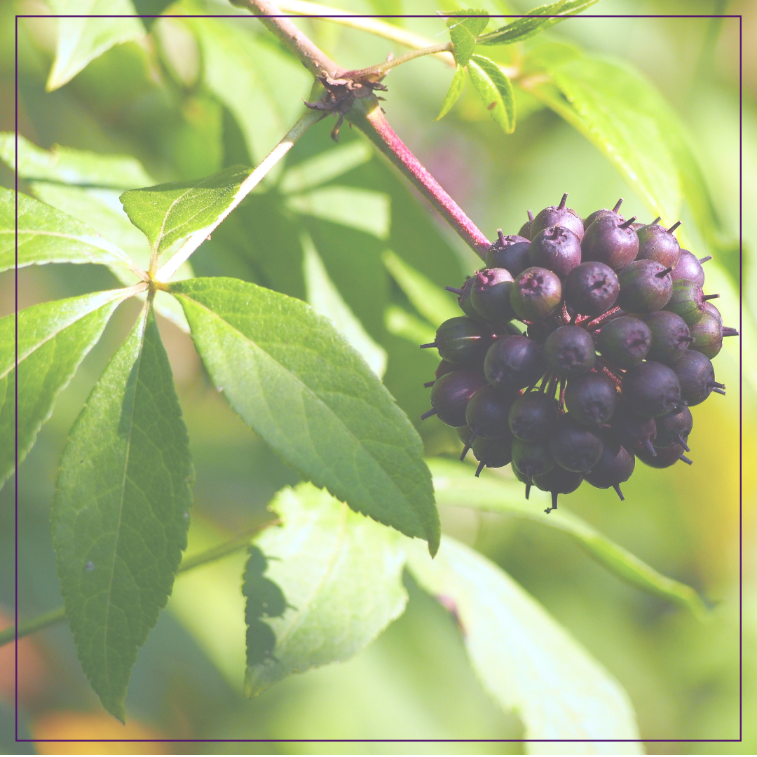 Using Adaptogens: Eleuthero Chai Electuary - Meadowsweet